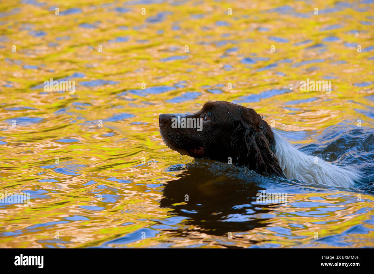 Springer Spaniel swimming Stock Photo - Alamy