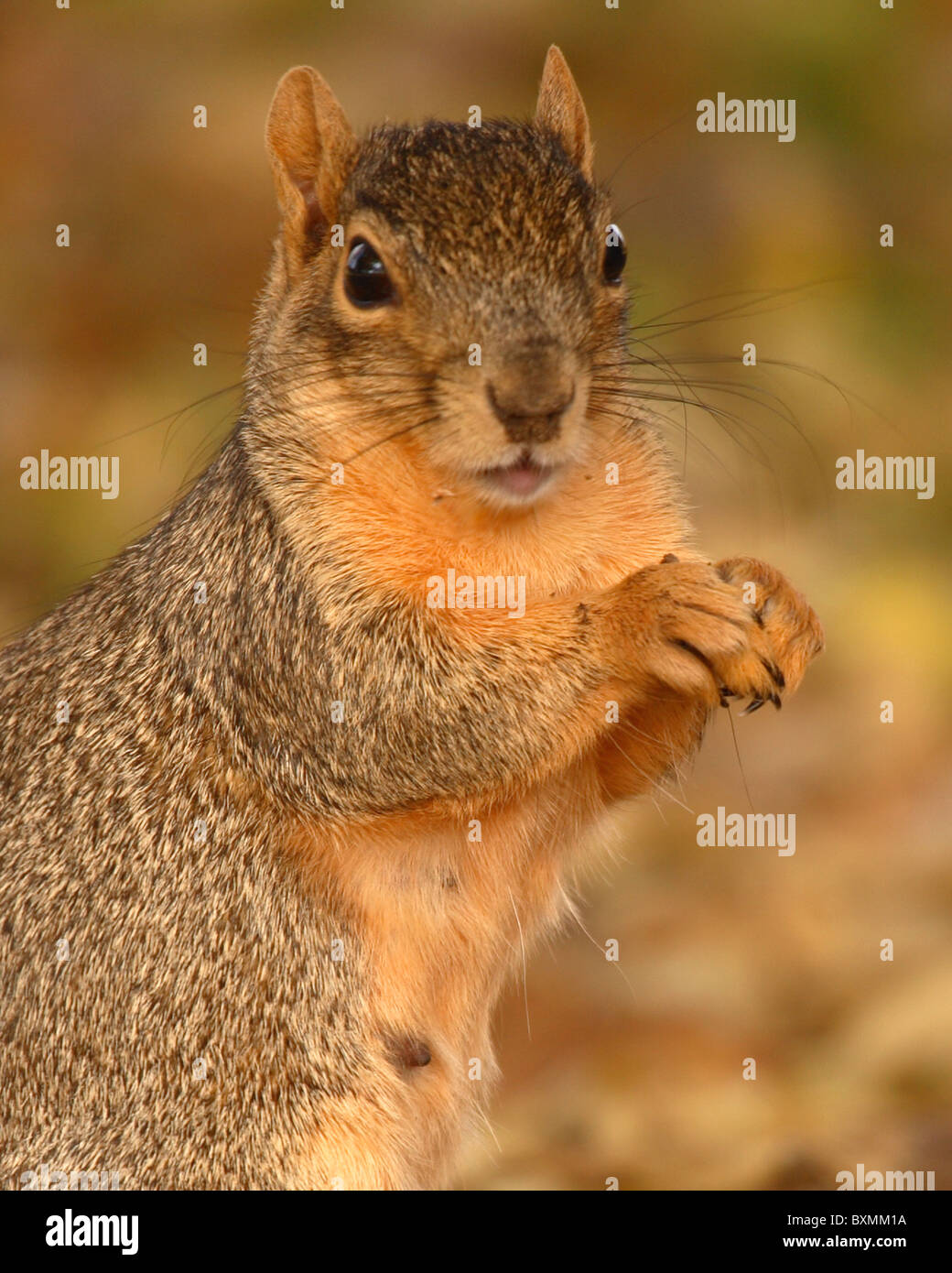 A Fox Squirrel surprised Stock Photo - Alamy