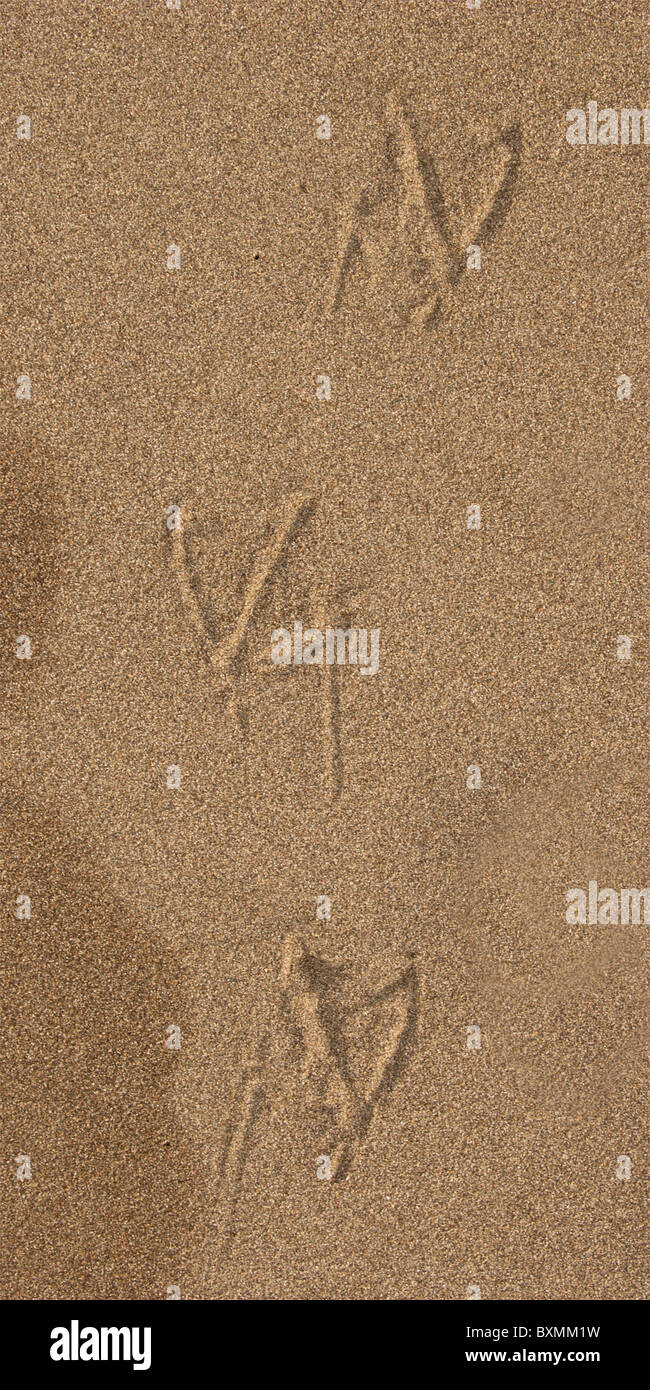 Seagull tracks hi-res stock photography and images - Alamy
