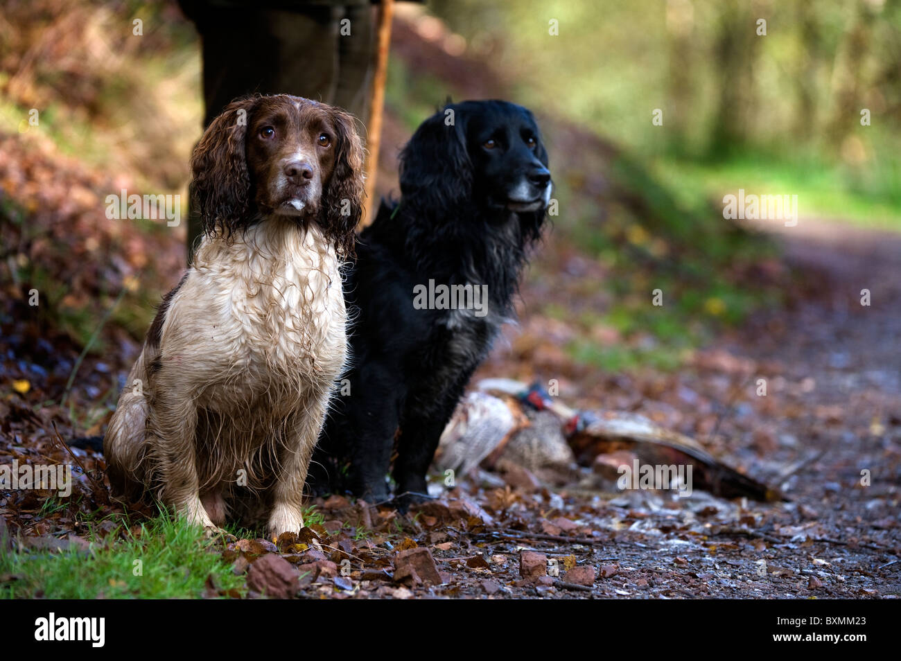 Labrador Retriever and Springer Spaniel at a shoot day Stock Photo - Alamy