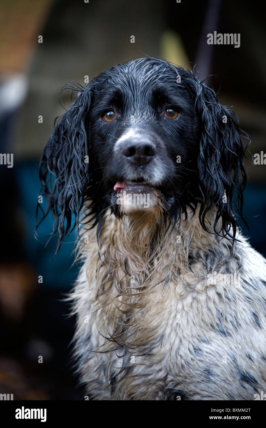 Black Springer Spaniel Stock Photo - Alamy