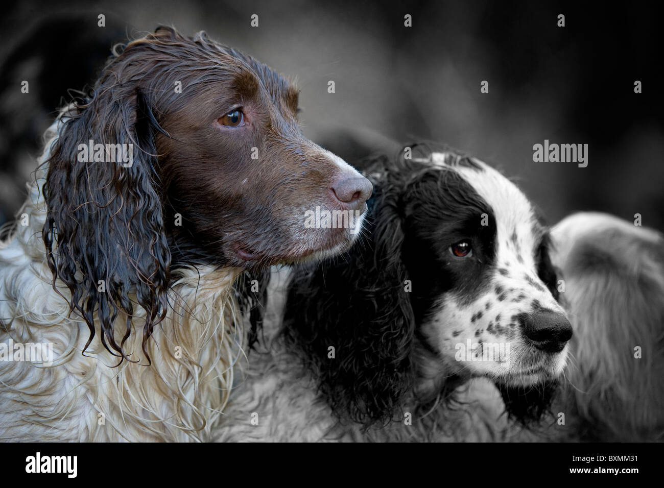 Working springer spaniels hi-res stock photography and images - Alamy