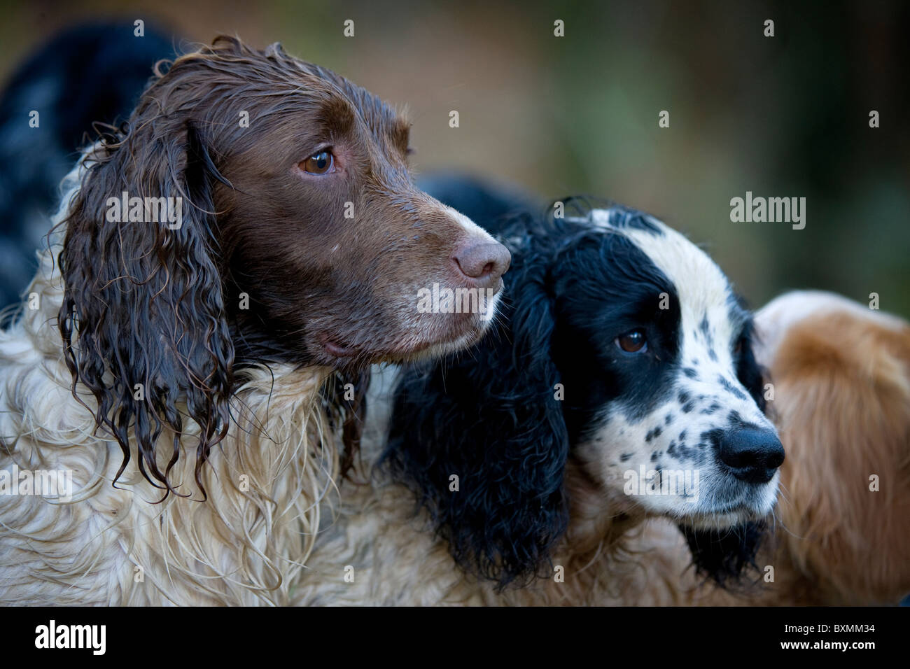 Working springer spaniels hi-res stock photography and images - Alamy