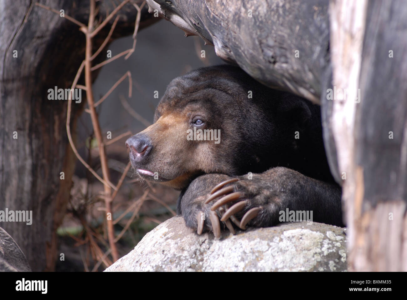 A portrait of a bear in a Zoo Stock Photo - Alamy