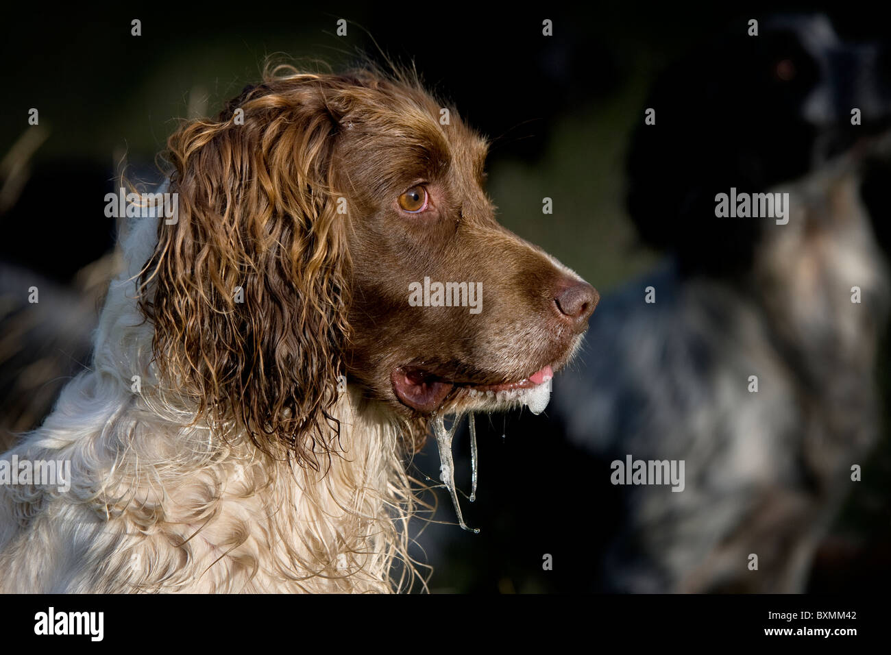 Sporting spaniel hi-res stock photography and images - Alamy