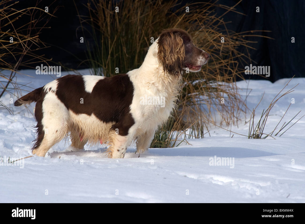 Springer Spaniel in snow Stock Photo - Alamy