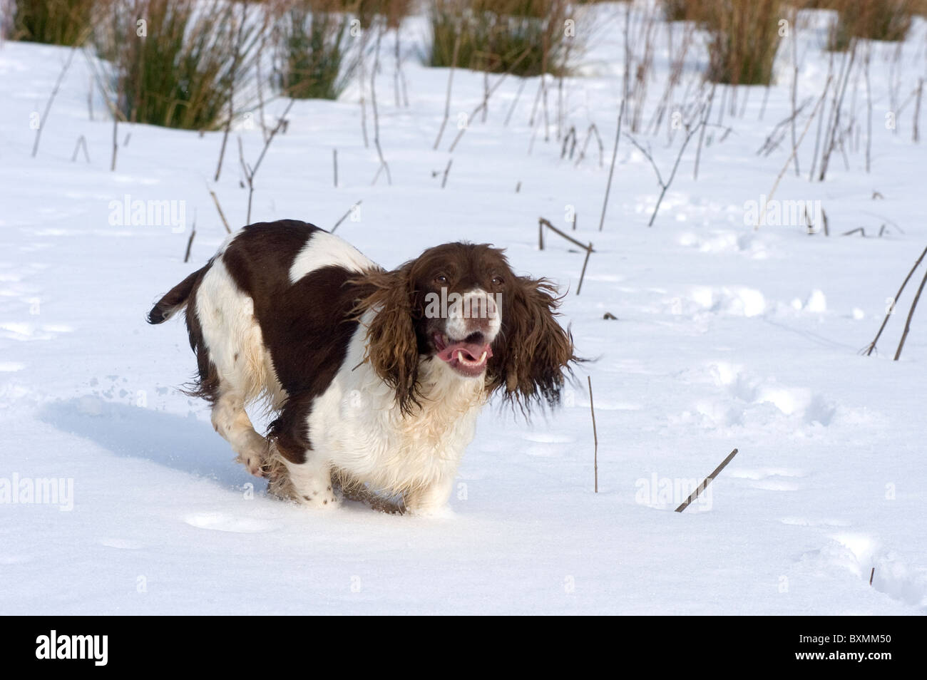 Springer Spaniel in snow Stock Photo - Alamy