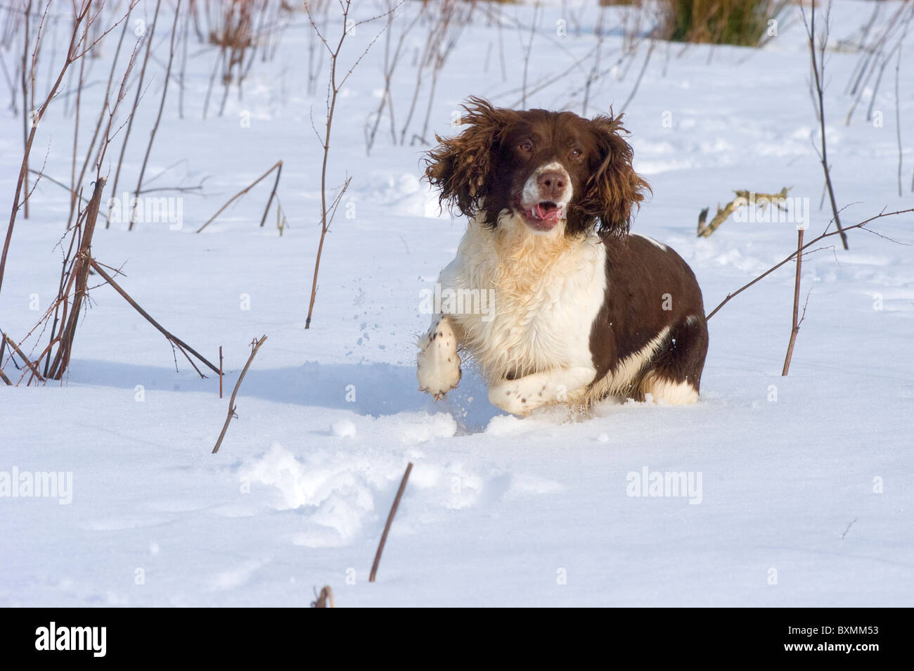 Springer Spaniel in snow Stock Photo - Alamy