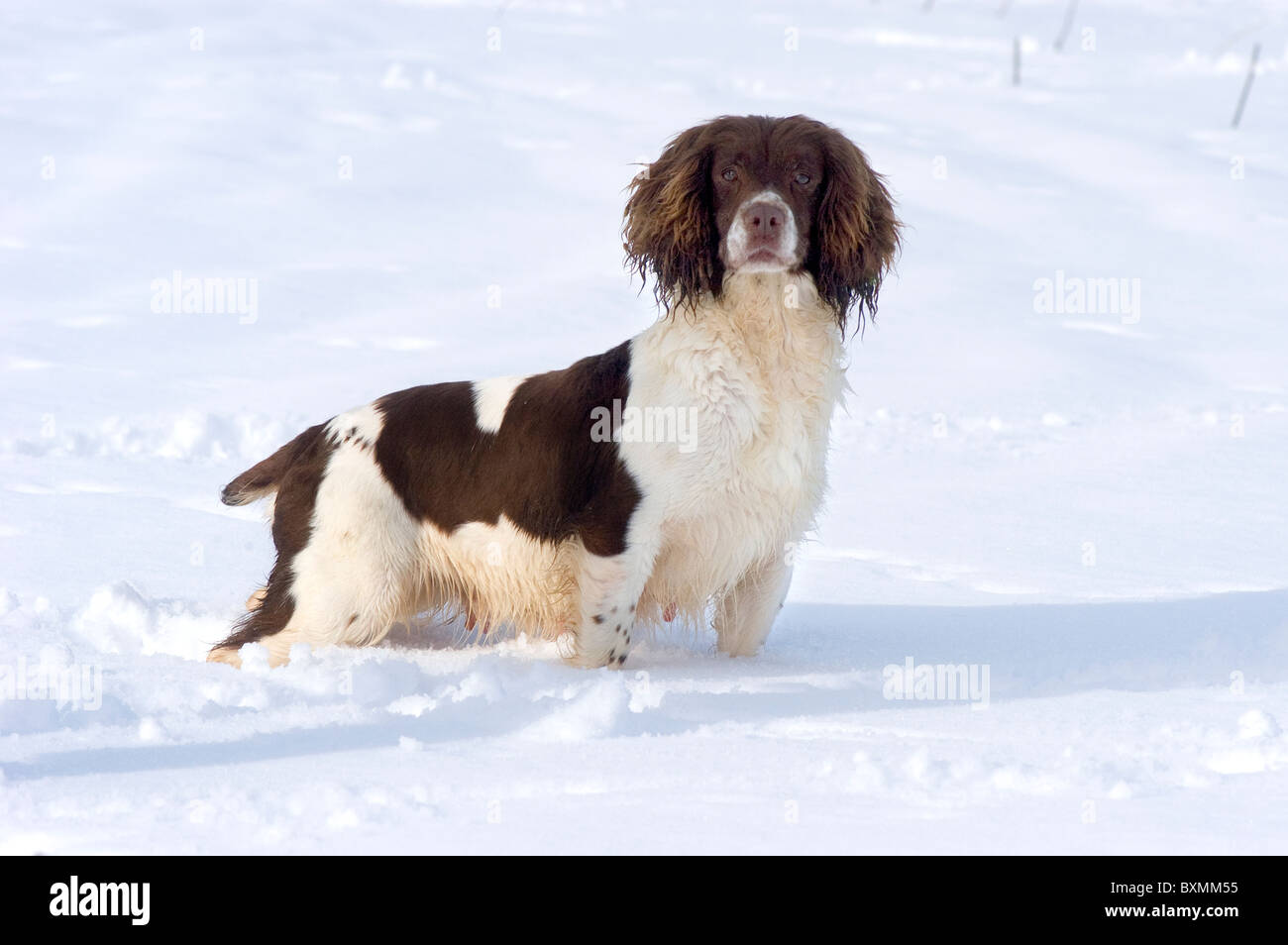 Springer Spaniel in snow Stock Photo - Alamy