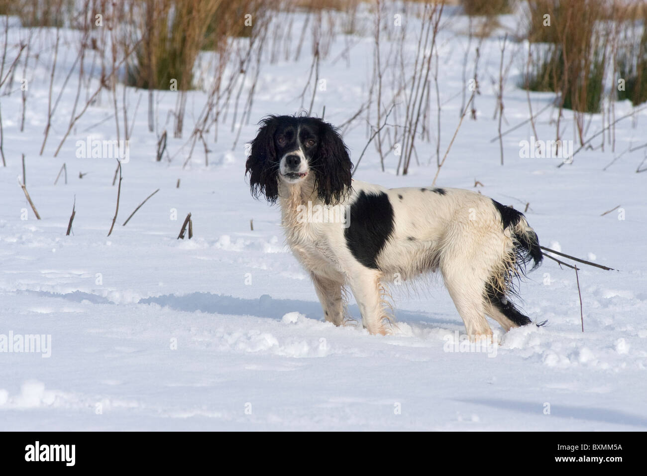 Black Springer Spaniel in snow Stock Photo - Alamy