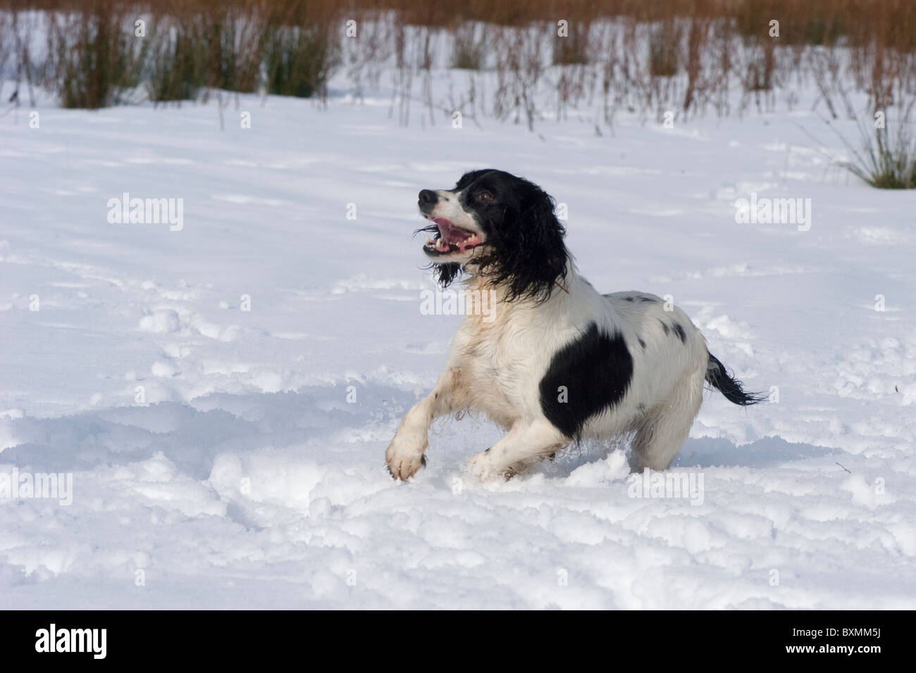 Black Springer Spaniel in snow Stock Photo - Alamy