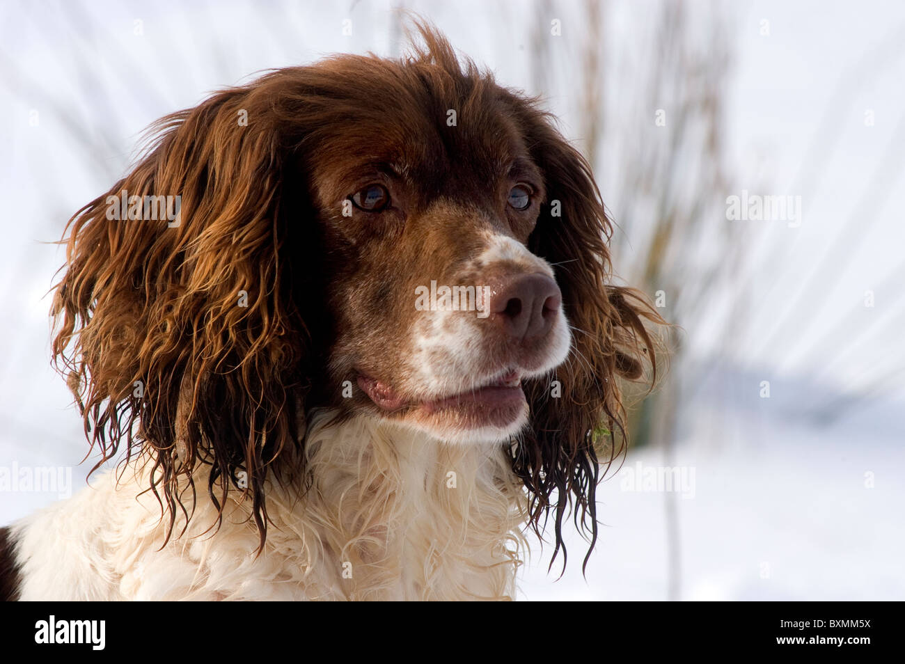Liver coloured dog hi-res stock photography and images - Alamy