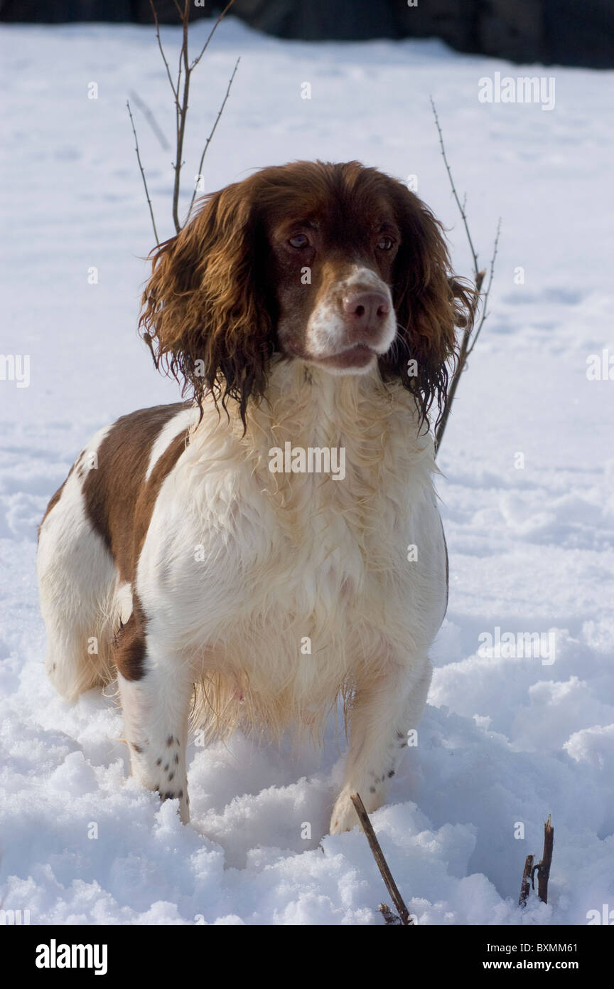 Liver coloured dog hi-res stock photography and images - Alamy