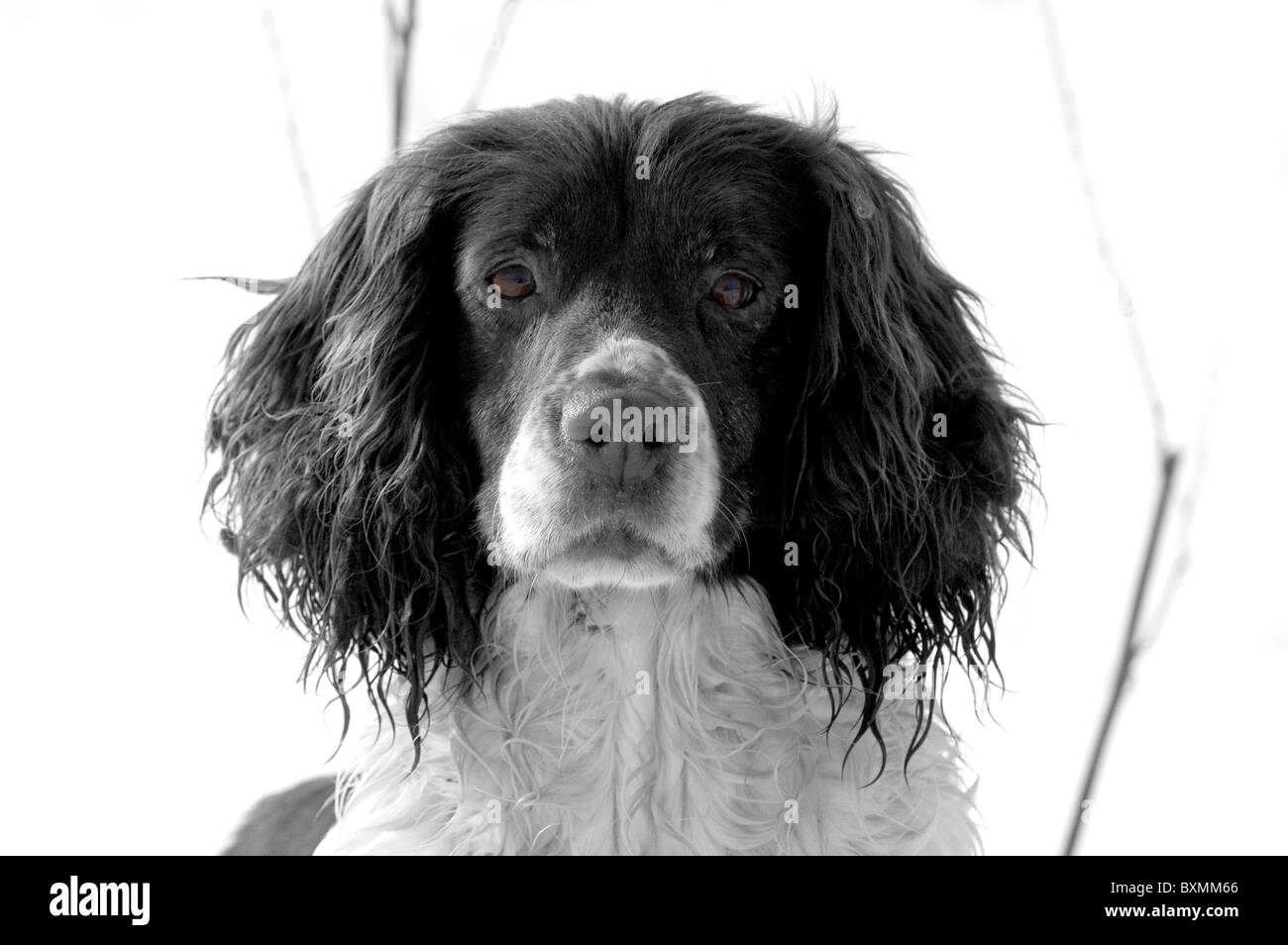 Black and white springer hi-res stock photography and images - Alamy