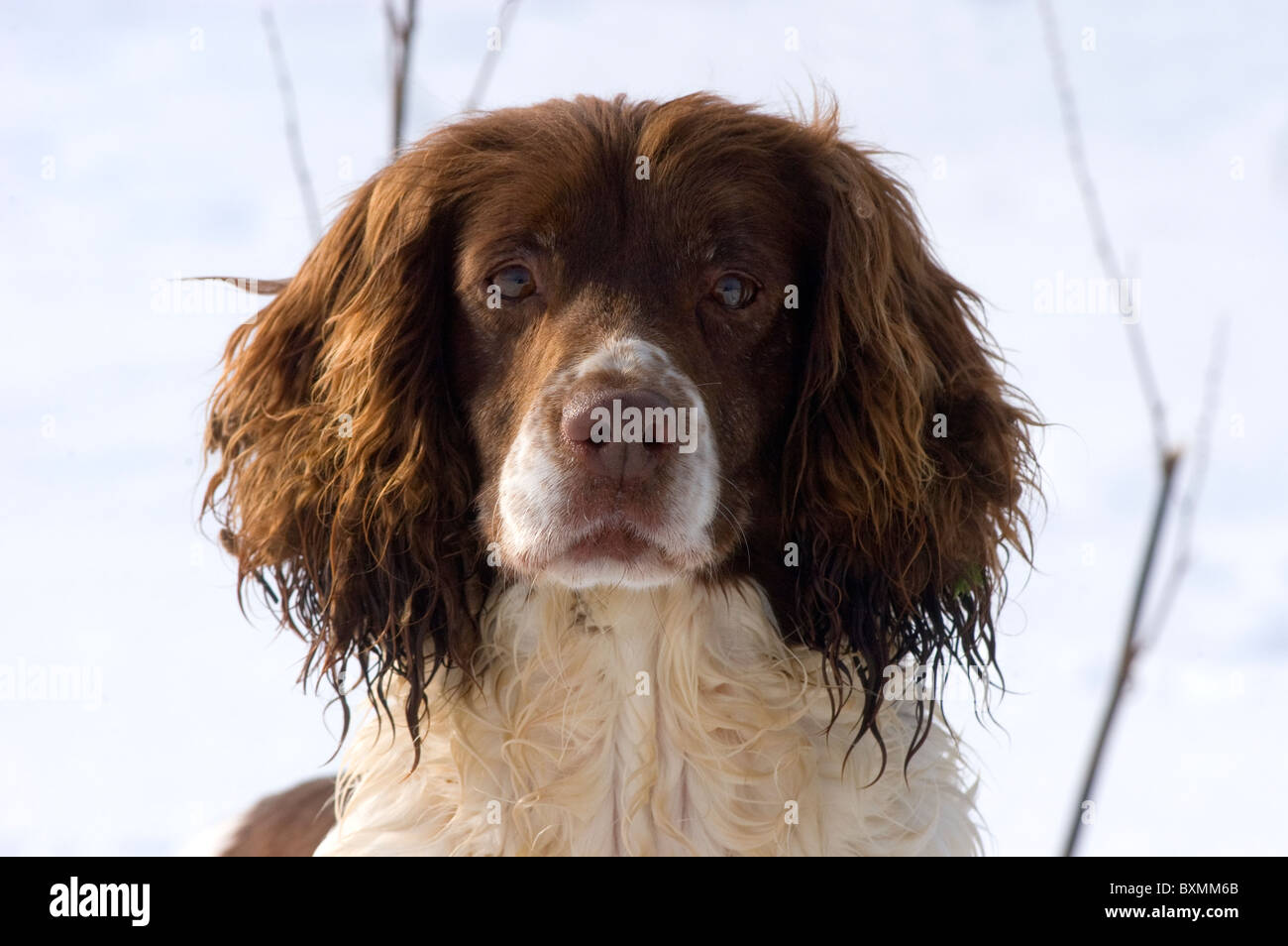 Springer in snow hi-res stock photography and images - Alamy