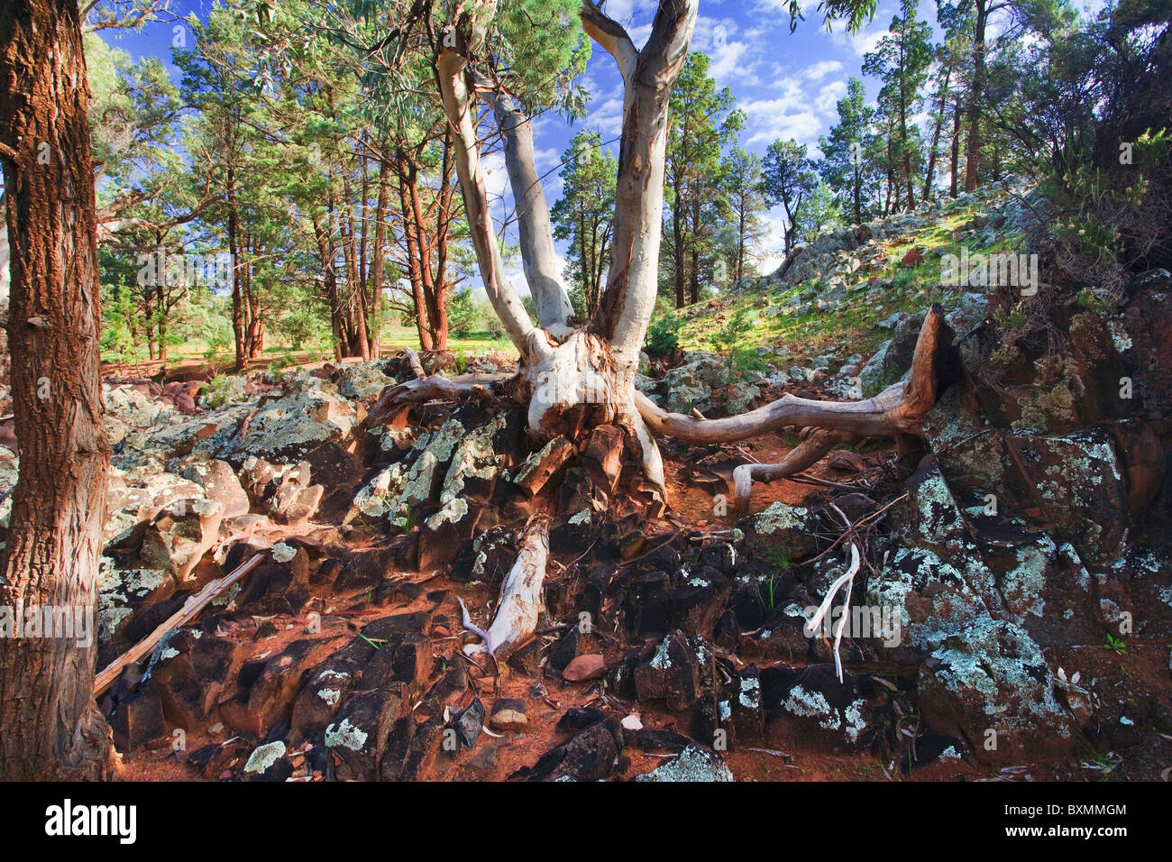 Sacred tree roots hi-res stock photography and images - Alamy