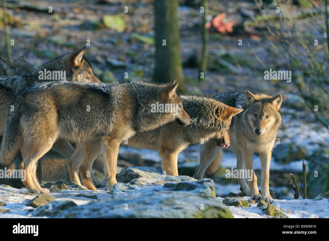 Wolves in a zoological park Stock Photo - Alamy