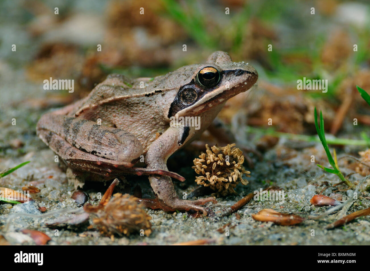Agile frog on a gravel road in beech forest Stock Photo - Alamy