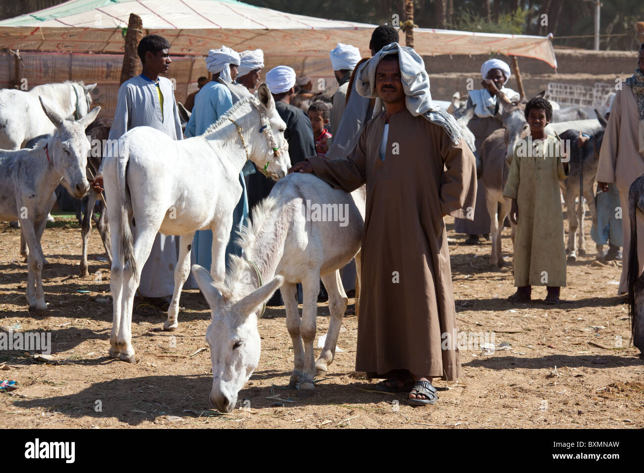 Egypt daraw camel market hi-res stock photography and images - Alamy