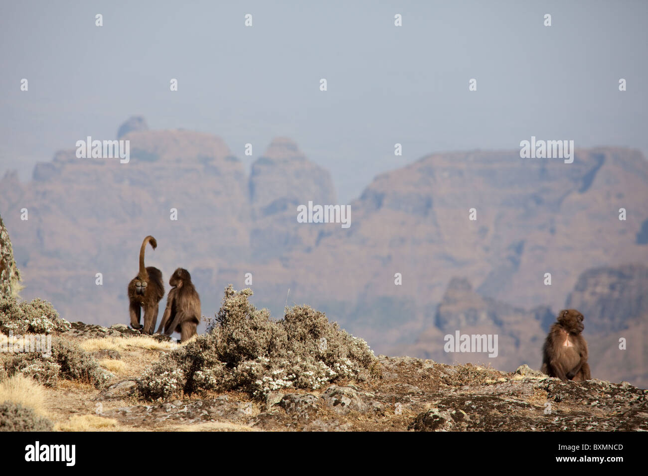 Simien ethiopia hi-res stock photography and images - Alamy
