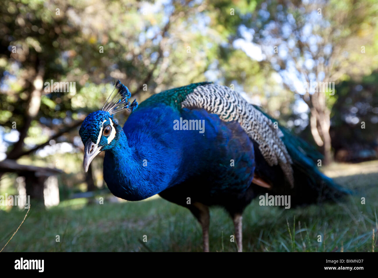 peacock on grassland in the african camping Stock Photo - Alamy