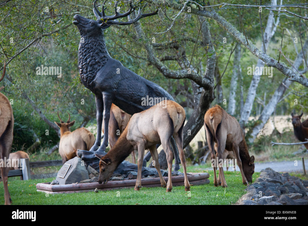 Redwood national park animal hi-res stock photography and images - Alamy