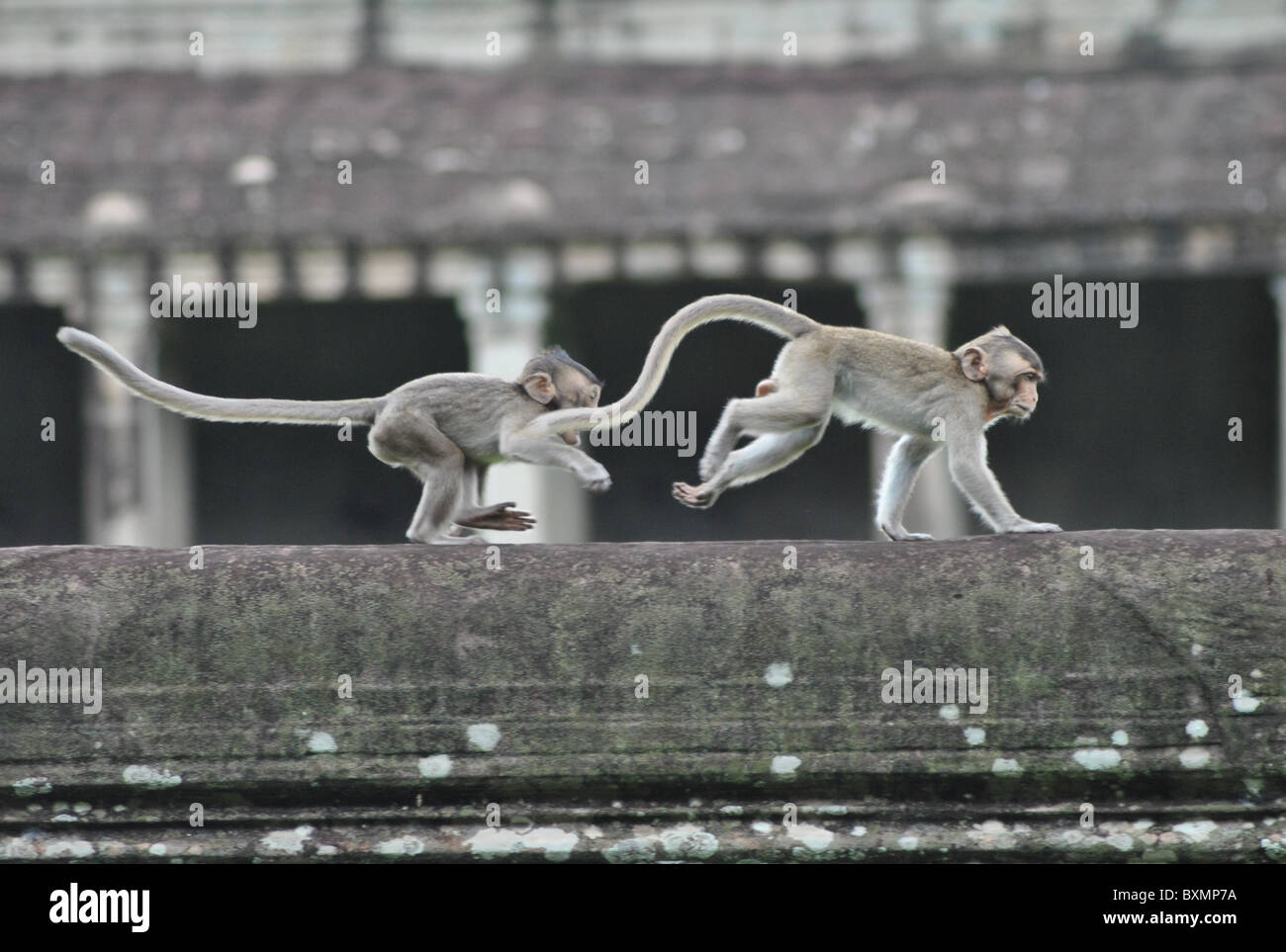 Rhesus macaque monkey at Bayon temple near Angkor Wat, Cambodia Stock ...