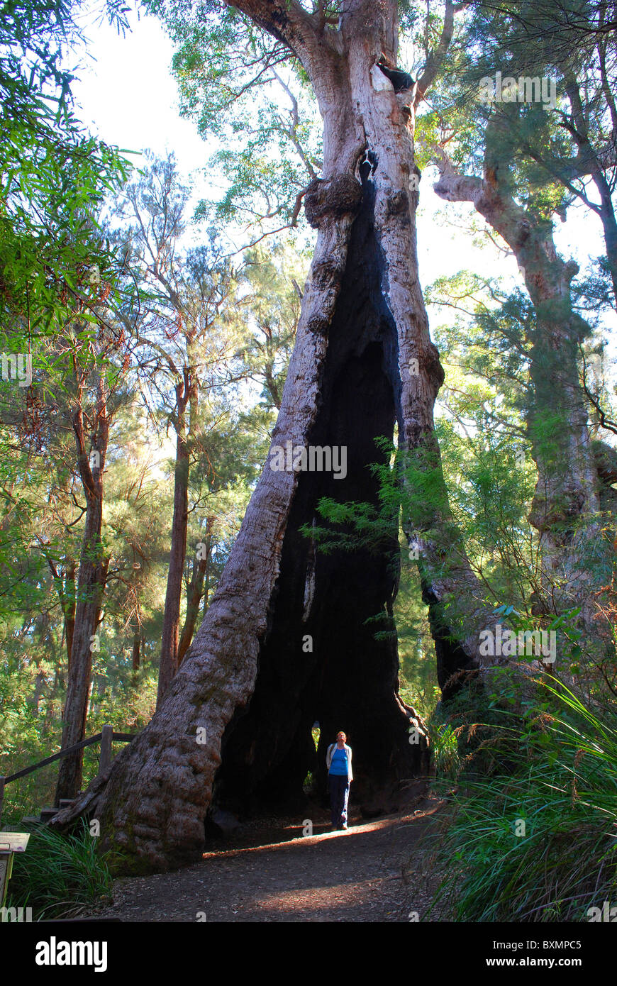 Giant Tingle Trees, Walpole, Western Australia Stock Photo - Alamy