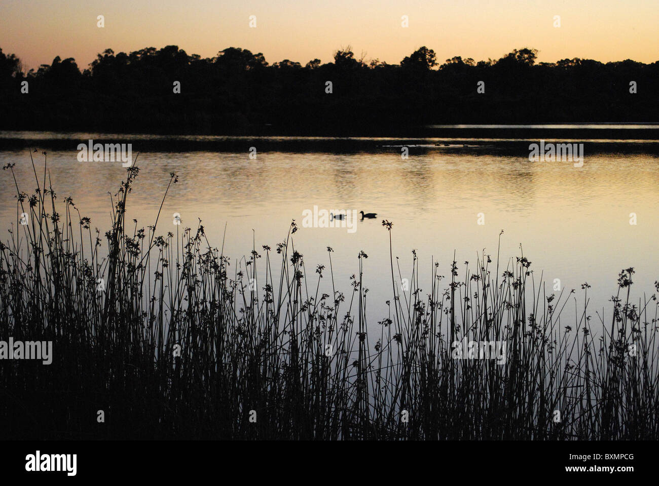 Yanchep National Park, Yanchep, Perth, Western Australia Stock Photo ...