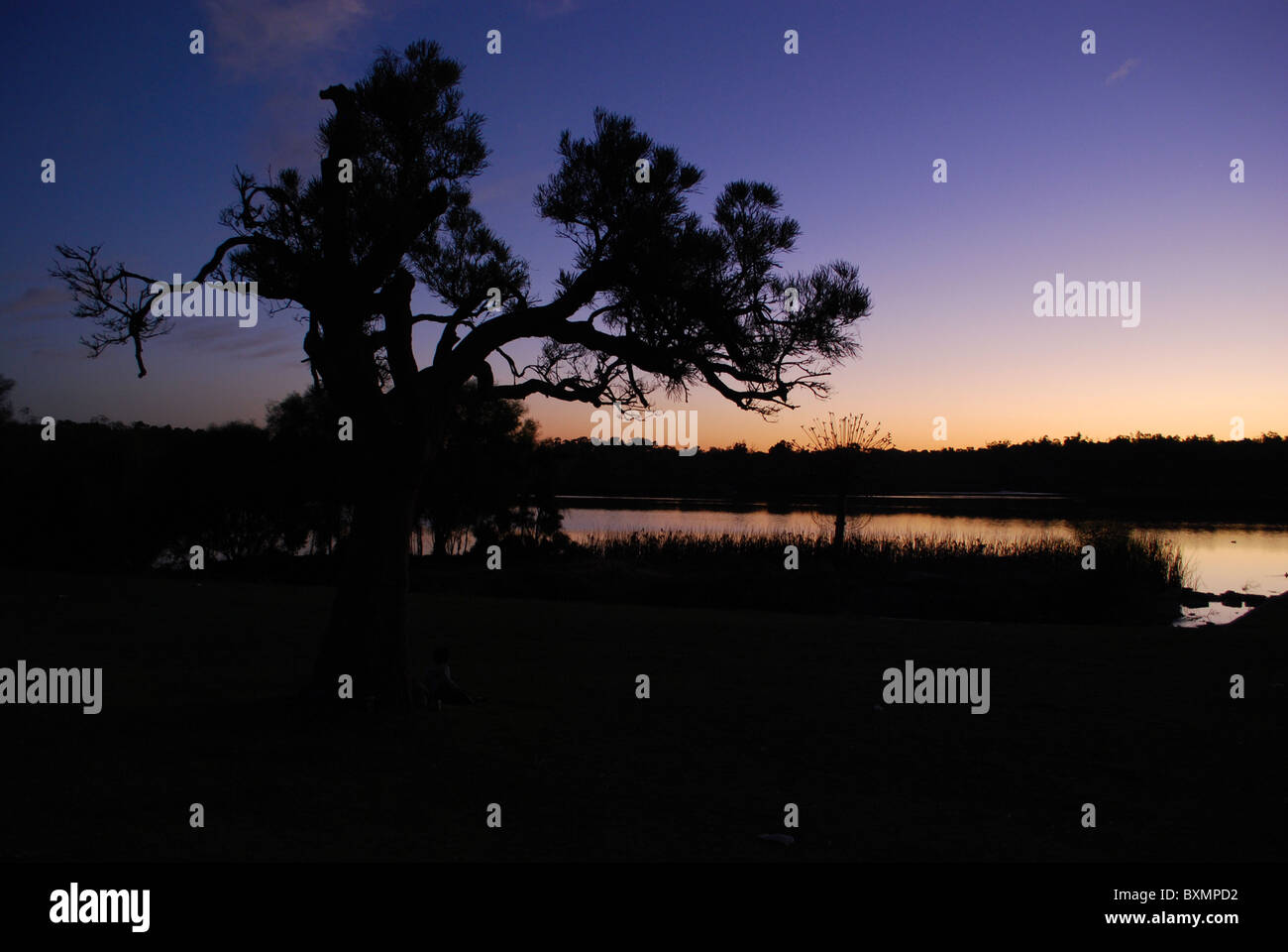 Yanchep National Park, Yanchep, Perth, Western Australia Stock Photo ...