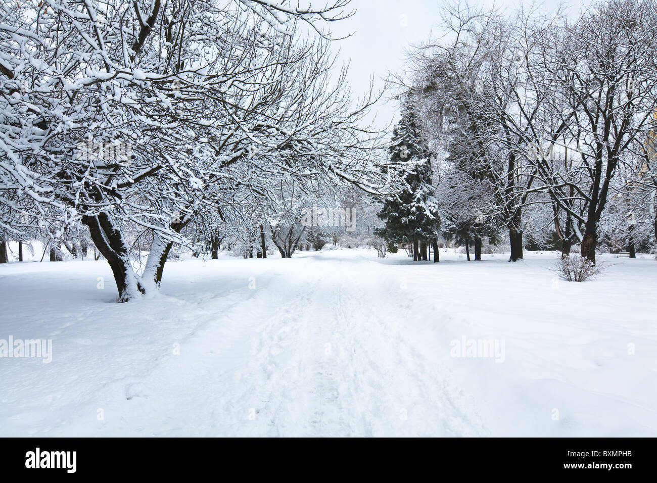 snowbound trees in winter city park (dull day Stock Photo - Alamy