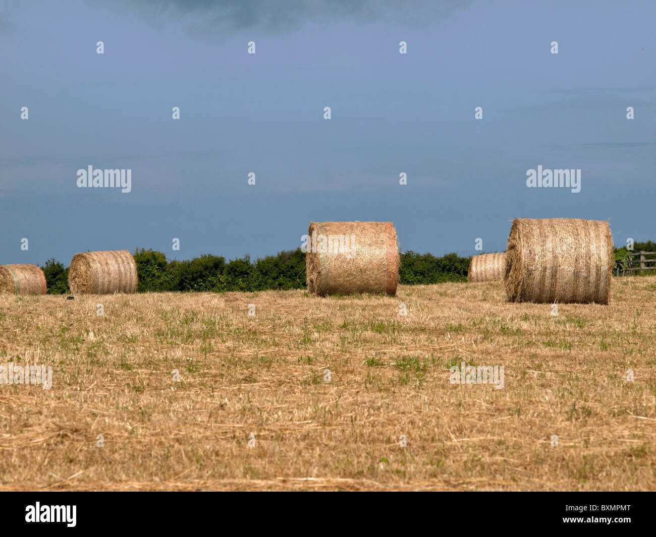 Crops on farmland in the countryside in a rural setting Stock Photo - Alamy