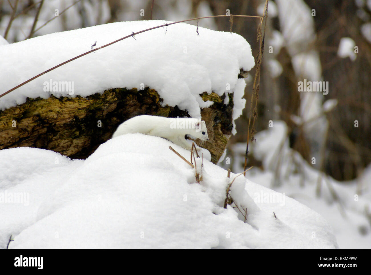 Ermine hi-res stock photography and images - Alamy