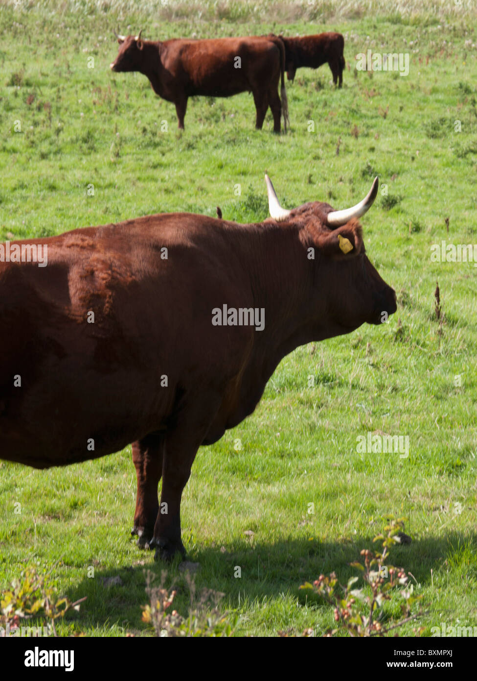 North devon beef cattle hi-res stock photography and images - Alamy