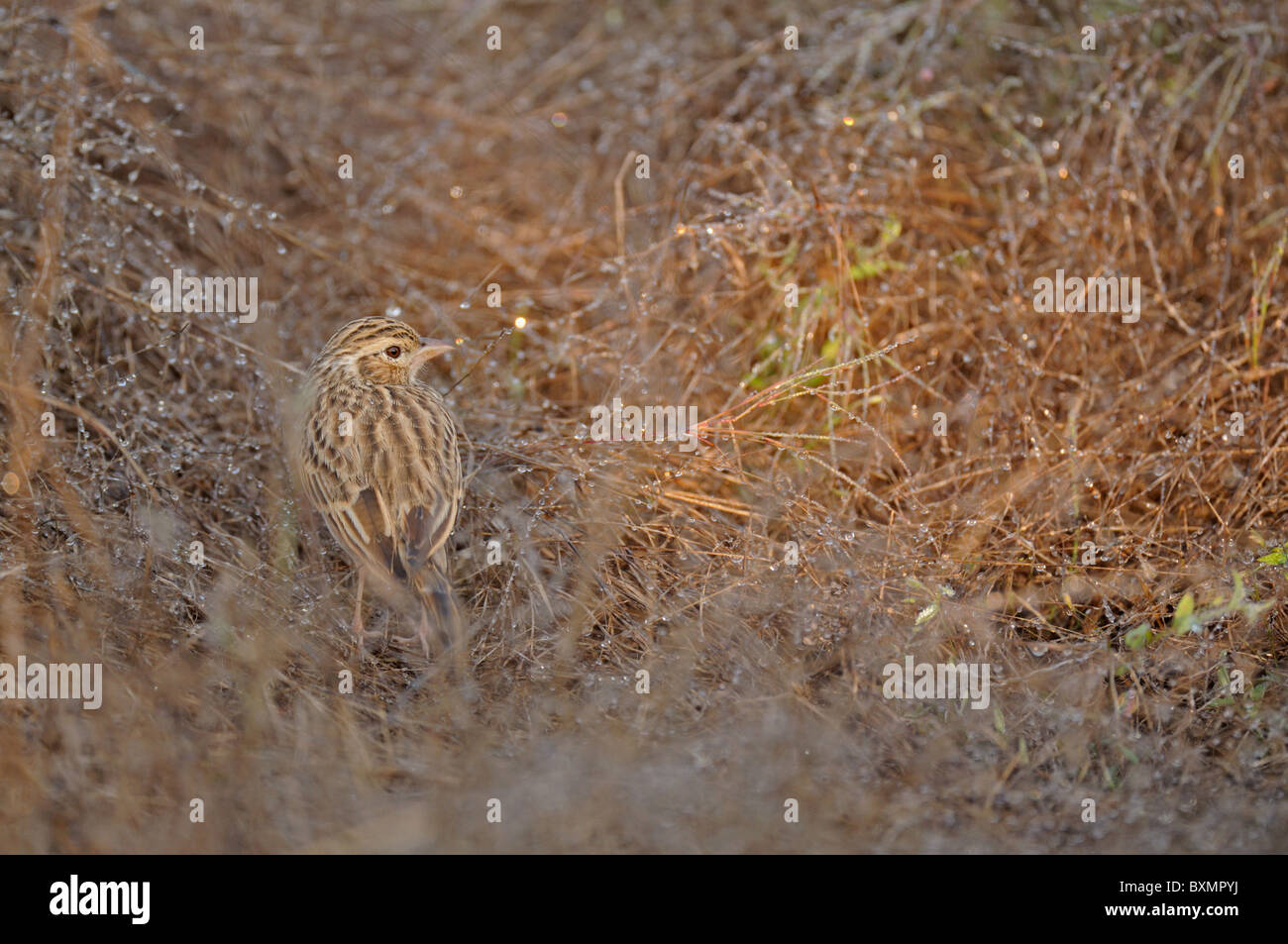 Indian bushlark hi-res stock photography and images - Alamy