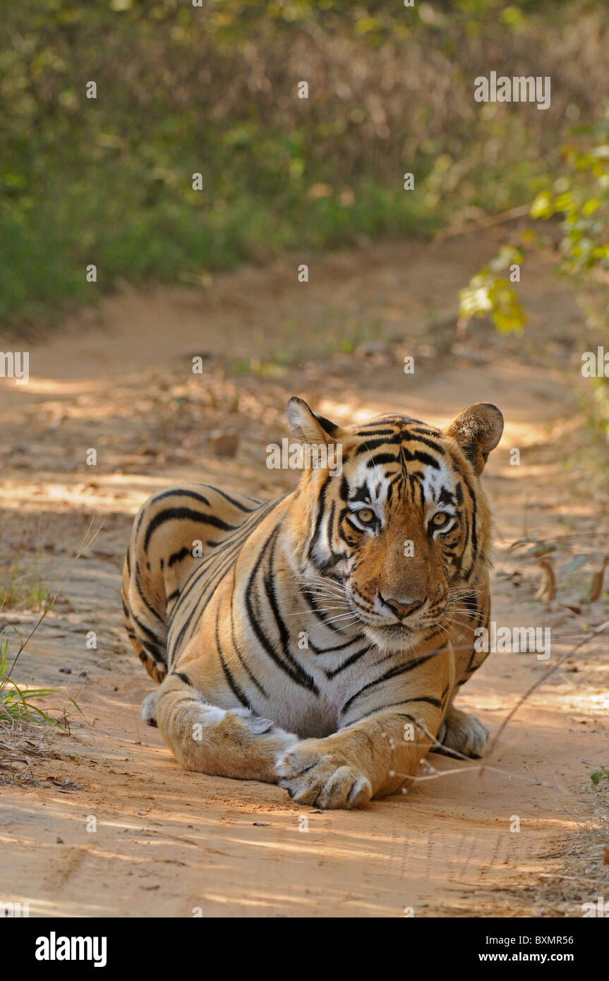 Male tiger in the dry deciduous habitat of Ranthanbhore tiger reserve ...