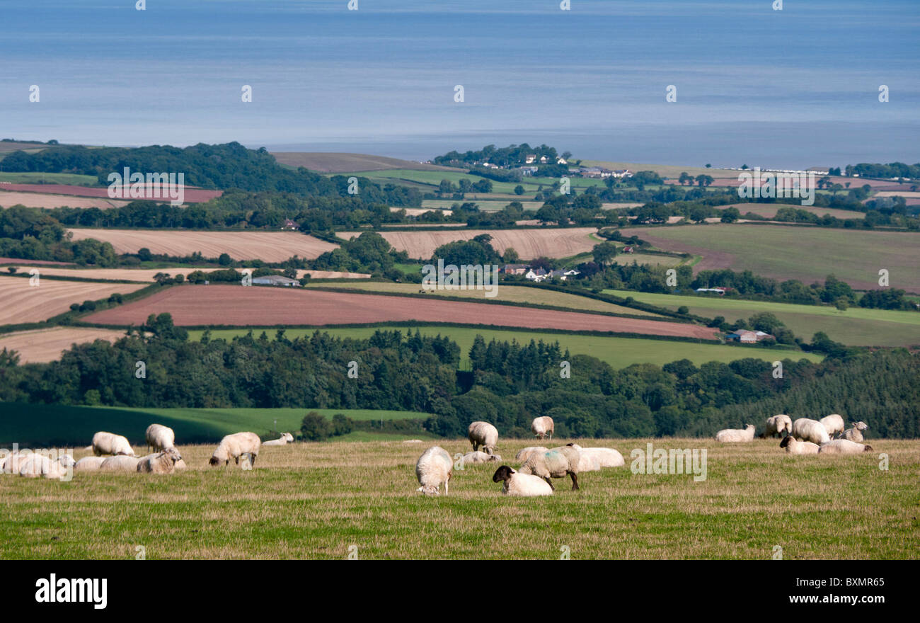 sheep on exmoor north devon - view to the bristol channel and watchet ...