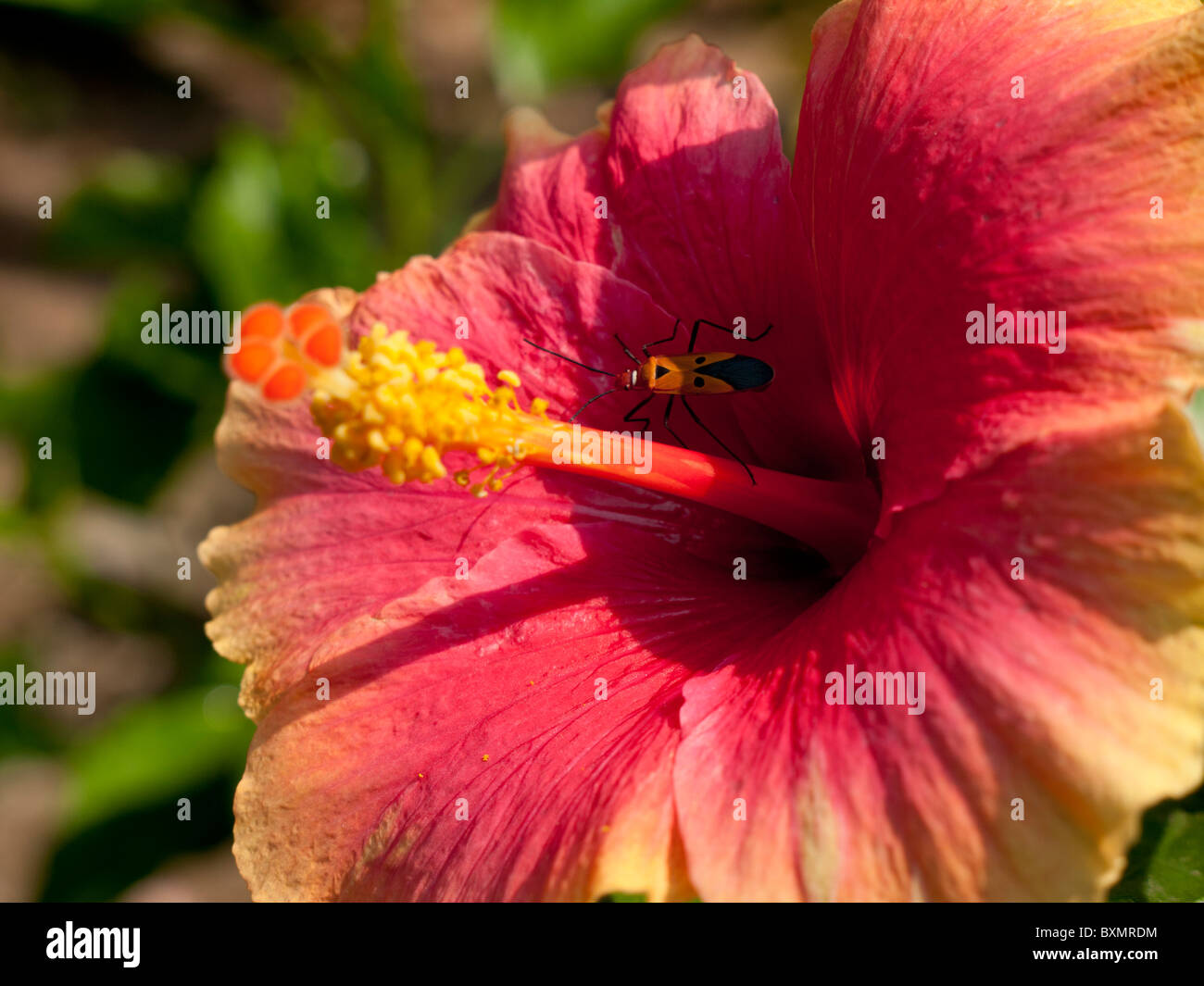 An orange Hibiscus rose flower bug insect inside rosa-sinensis Stock ...