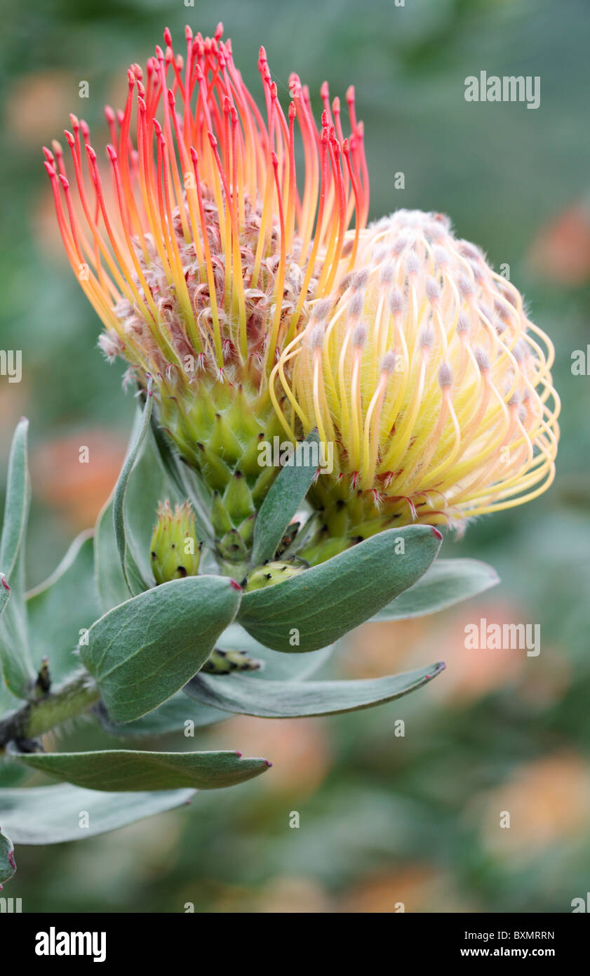 Pincushion protea hi-res stock photography and images - Alamy