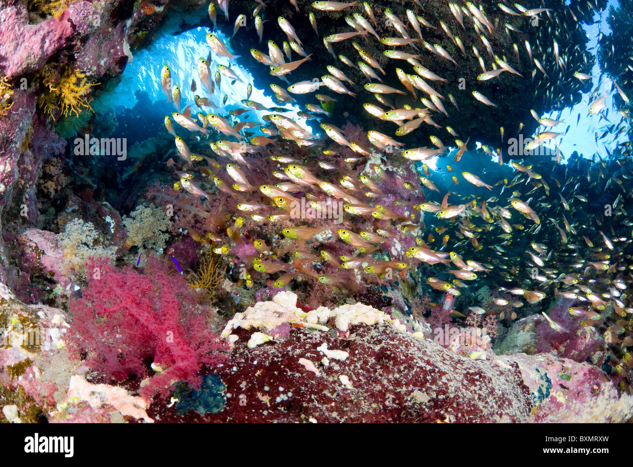 School of glass fish, Ras Zatar, Ras Mohammed, Sinai, Egypt, Red Sea ...