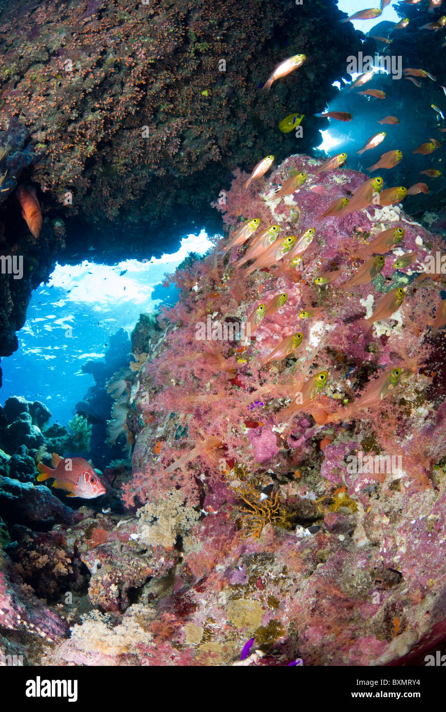 School of glass fish, Ras Zatar, Ras Mohammed, Sinai, Egypt, Red Sea ...