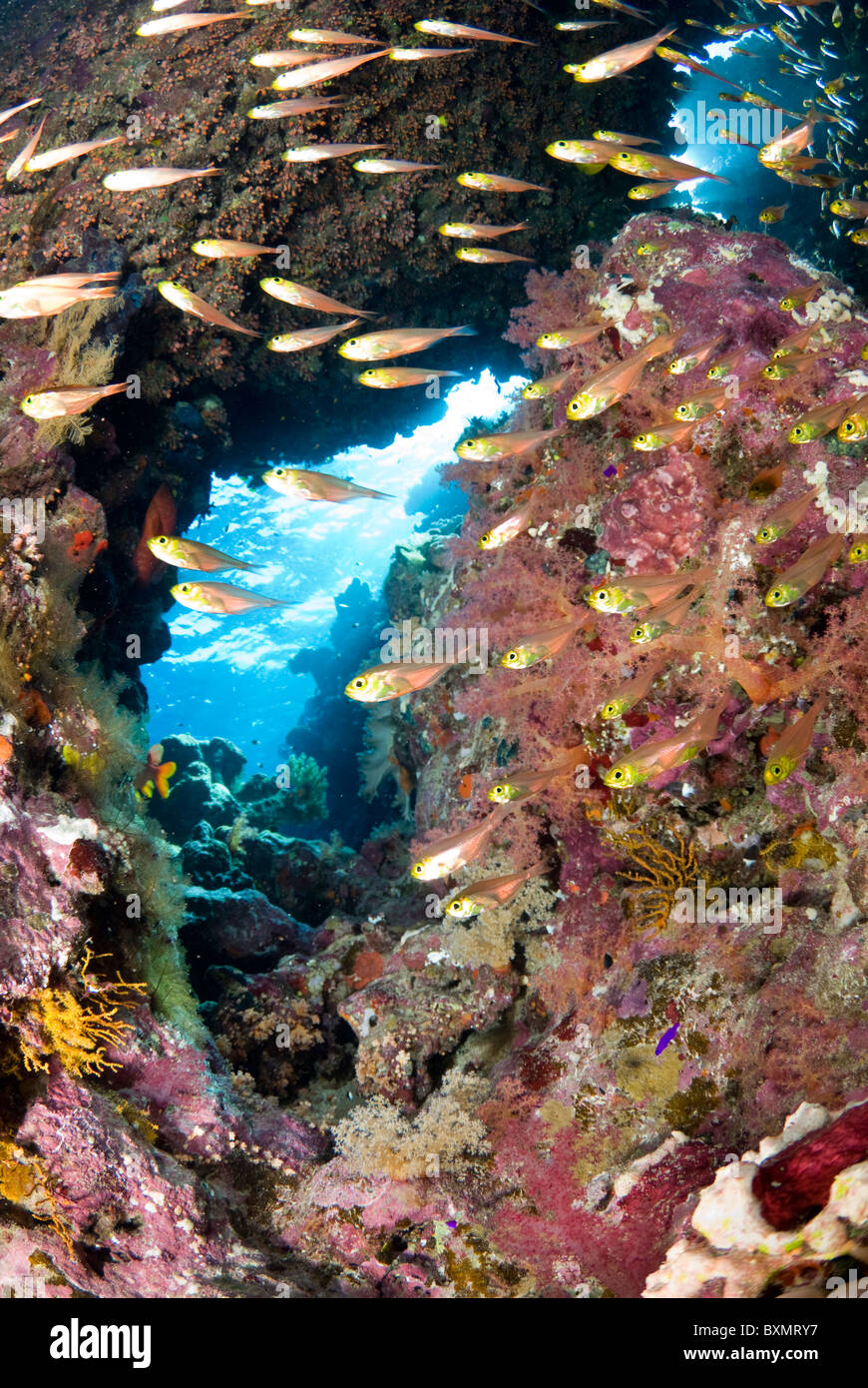 School of glass fish, Ras Zatar, Ras Mohammed, Sinai, Egypt, Red Sea ...