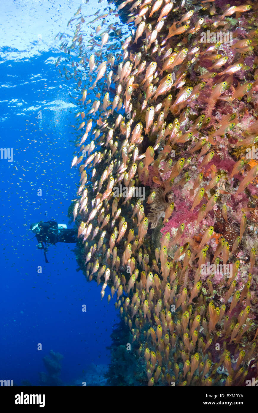 School of glass fish, Ras Zatar, Ras Mohammed, Sinai, Egypt, Red Sea ...