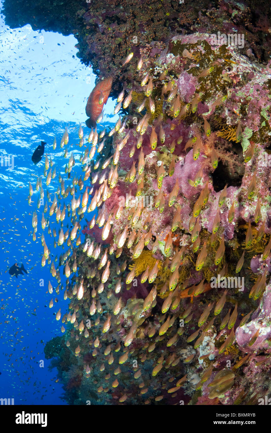 School of glass fish, Ras Zatar, Ras Mohammed, Sinai, Egypt, Red Sea ...