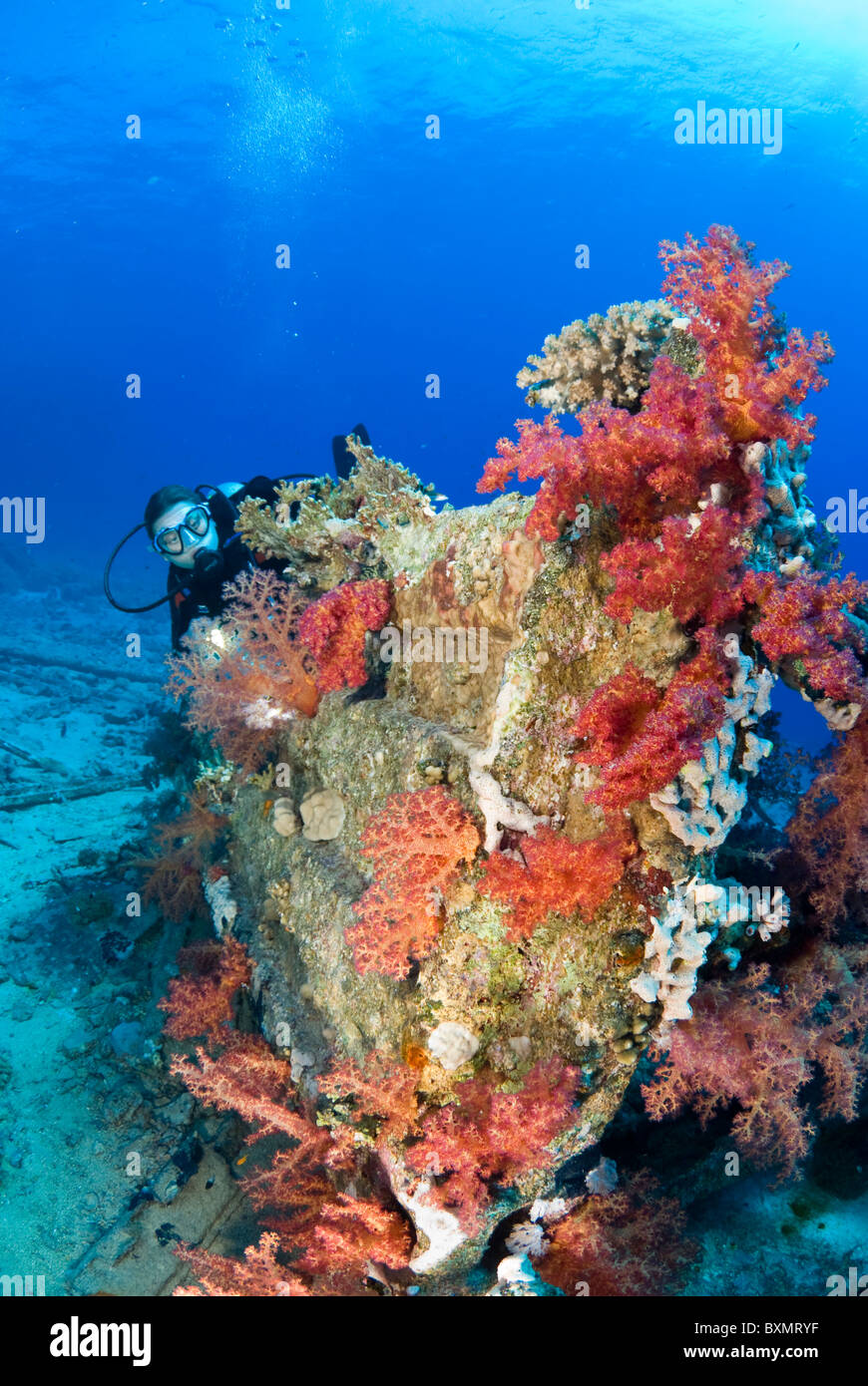 Wreck of Yolanda, Shark Yolanda reef, Ras Mohammed national park, Sinai ...