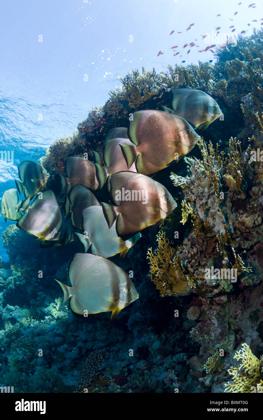 Schooling batfish, Shark Yolanda reef, Ras Mohammed national park, Red ...