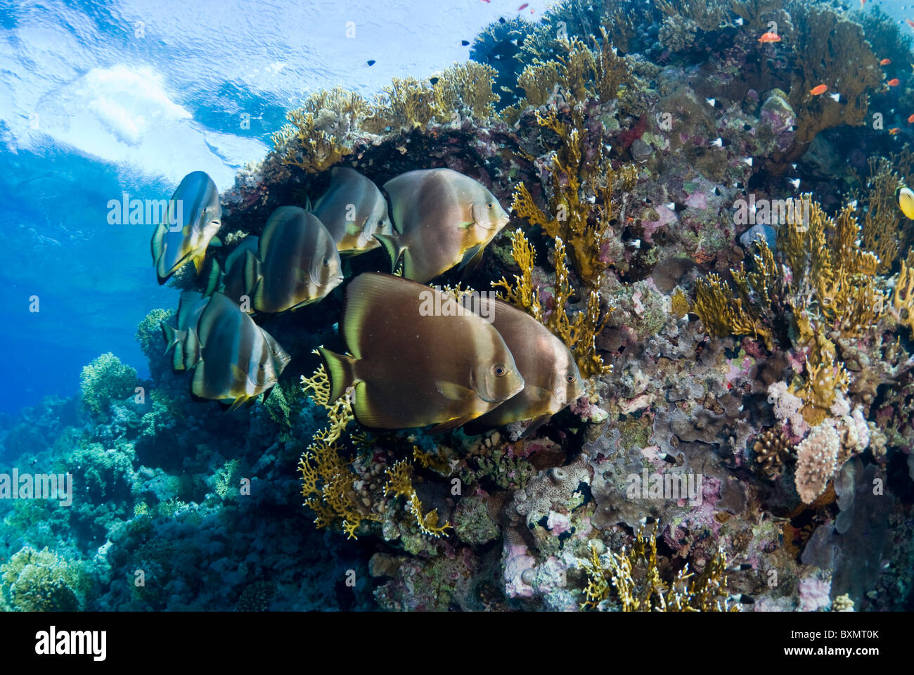 Schooling batfish, Shark Yolanda reef, Ras Mohammed national park, Red ...