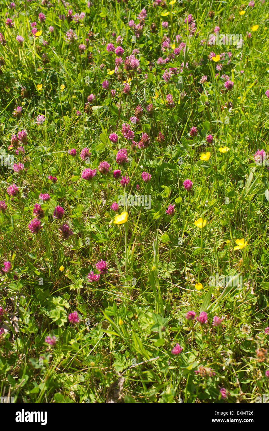 buttercups wild flowers growing trent park country park enfield north ...