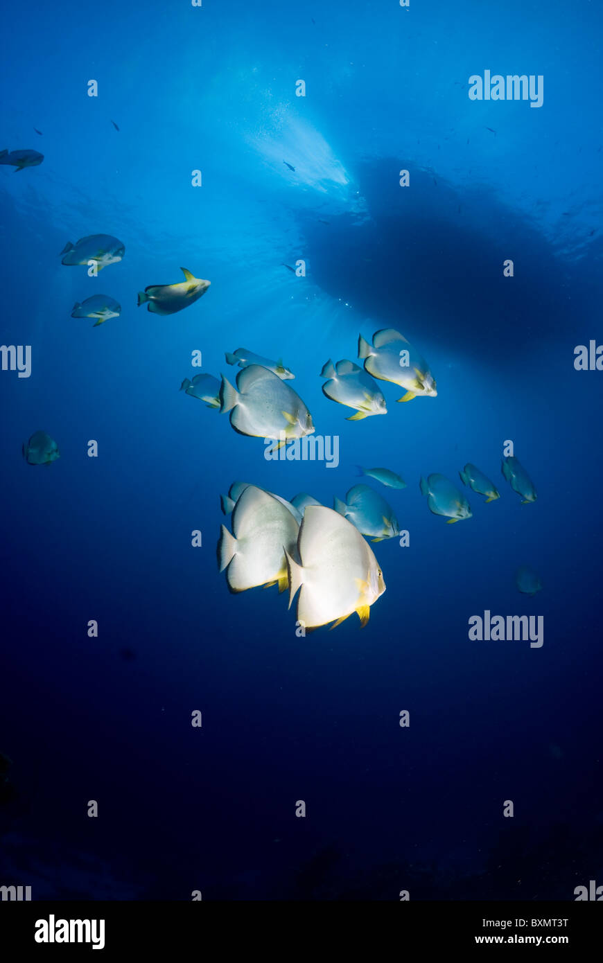 Rays Fish High Resolution Stock Photography and Images - Alamy