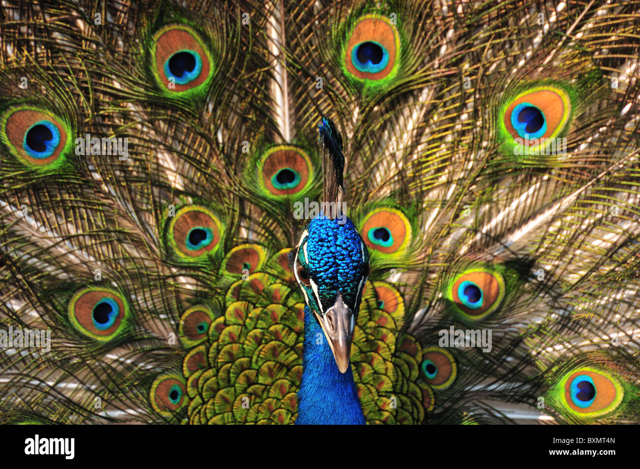 Peacock head hi-res stock photography and images - Alamy
